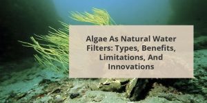 Algae as Natural Water Filters: Types, Benefits, Limitations, and ...
