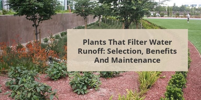 Plants That Filter Water Runoff: Selection, Benefits and Maintenance ...